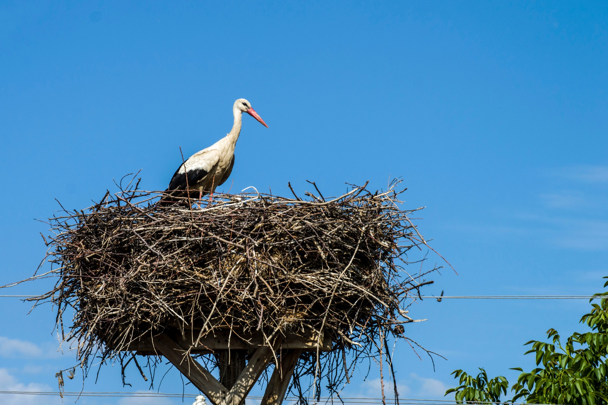 Itt a tavasz?! Megérkezett az első gólya Magyarországra – Cs3.hu